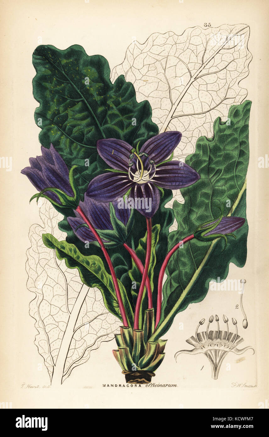 Officinal mandrake, Mandragora officinarum. Handcoloured copperplate ...