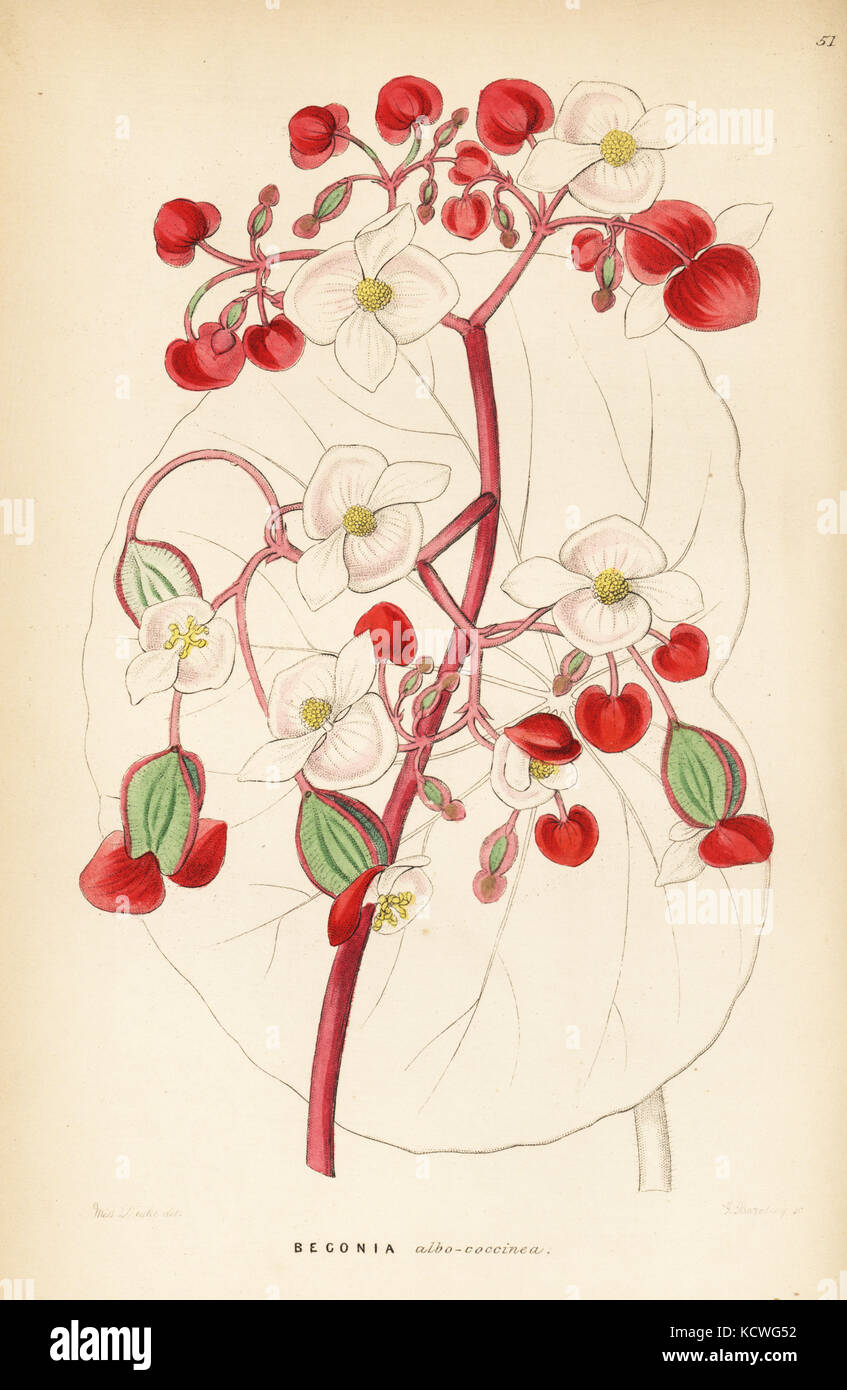 White and scarlet begonia, Begonia albococcinea. Handcoloured ...