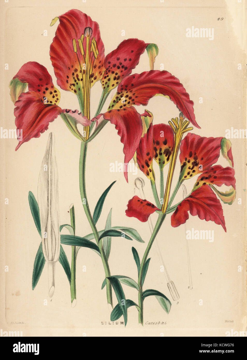 Catesby's lily, Lilium catesbaei. Handcoloured copperplate engraving by ...