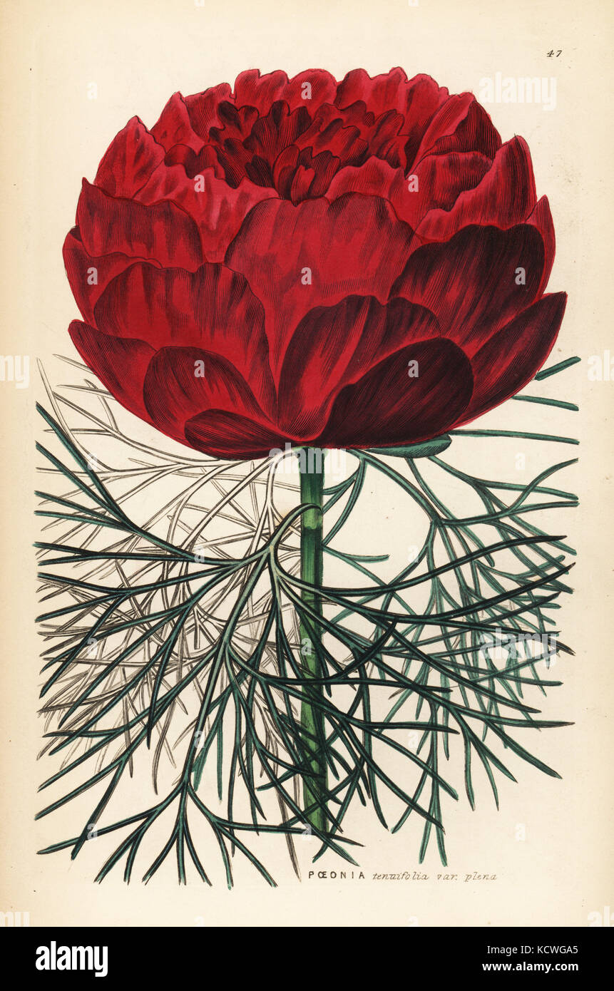Double-flowered fine-leaved peony, Paeonia tenuifolia. Handcoloured ...