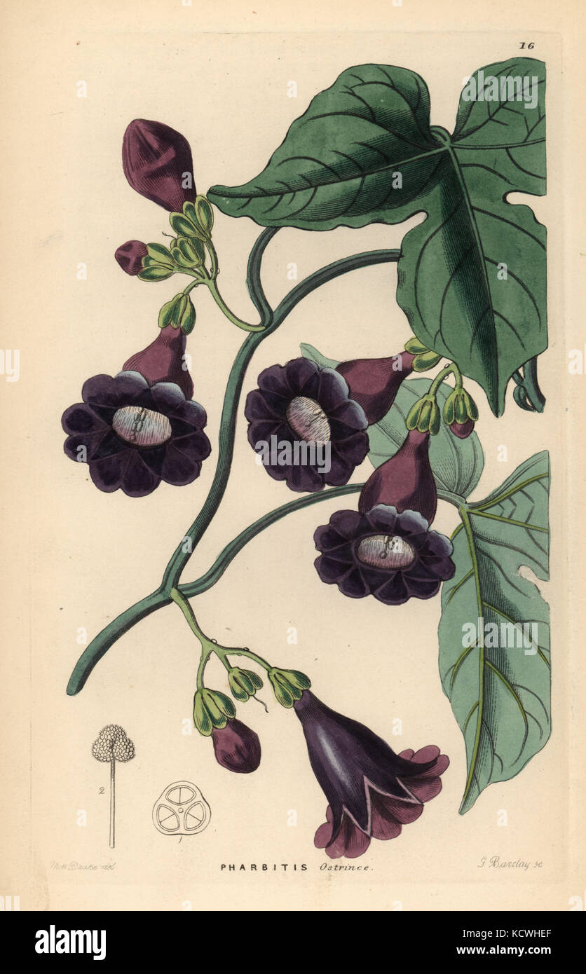 Royal purple gaybine, Pharbitis ostrina. Handcoloured copperplate ...