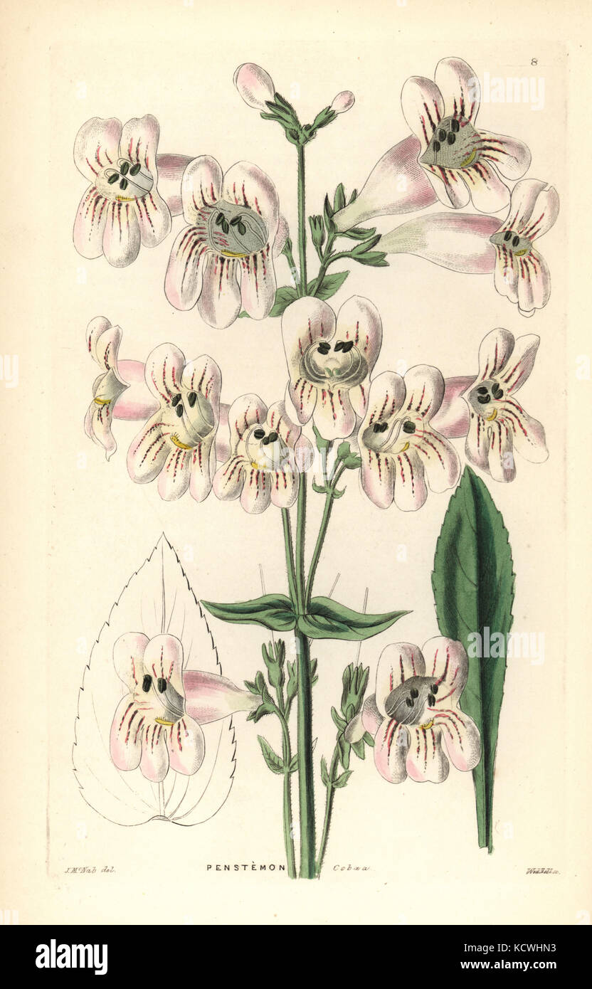 Cobaea-flowered penstemon, Penstemon cobaea. Handcoloured copperplate ...
