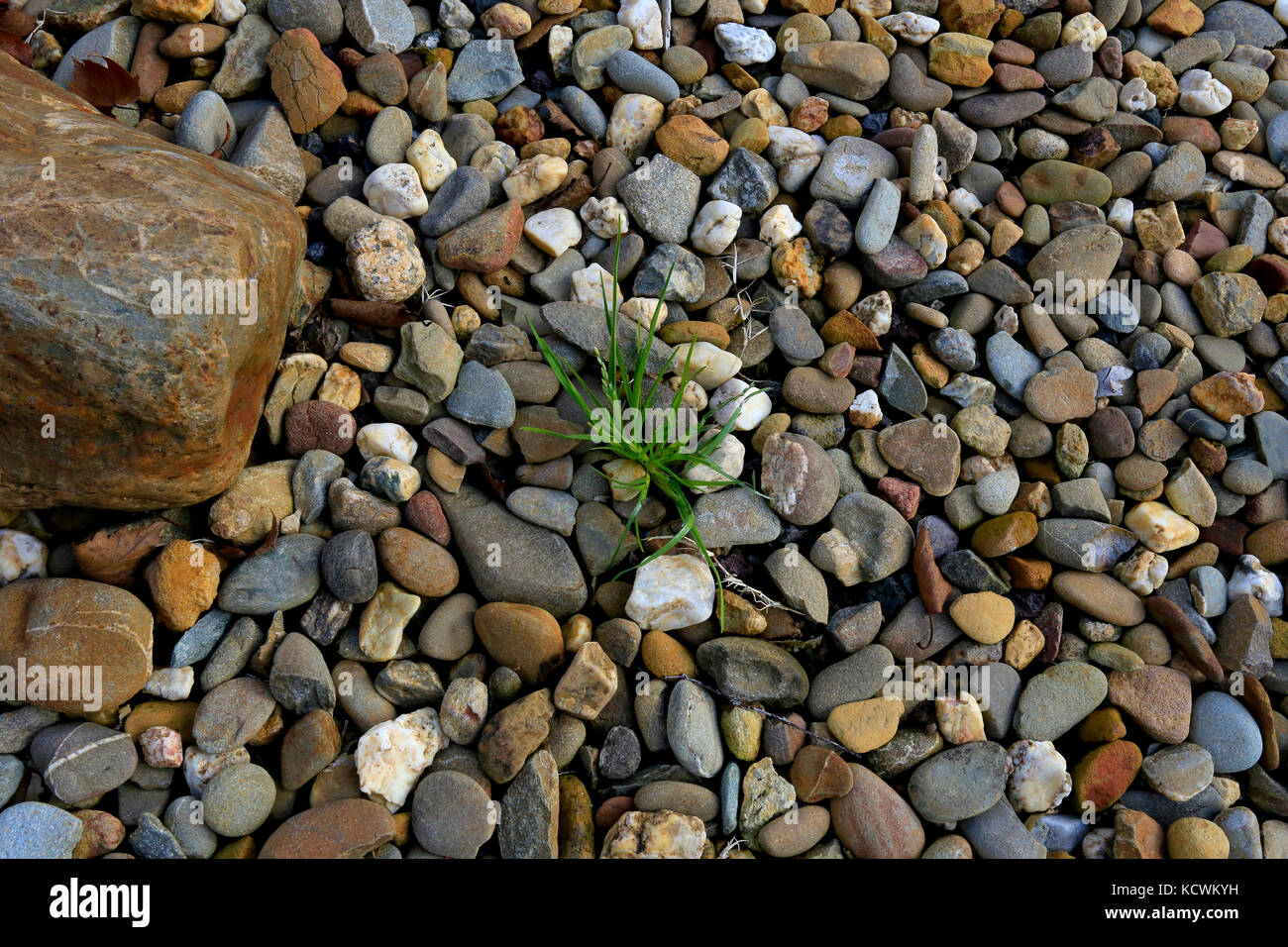 Weed through rocks Stock Photo - Alamy