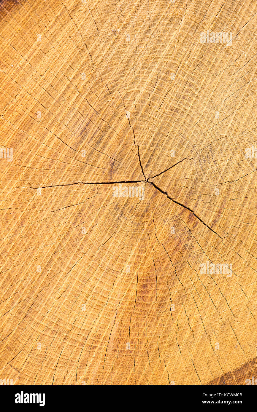Abstract cross section of large cut Pine tree - Pinus - showing the ...