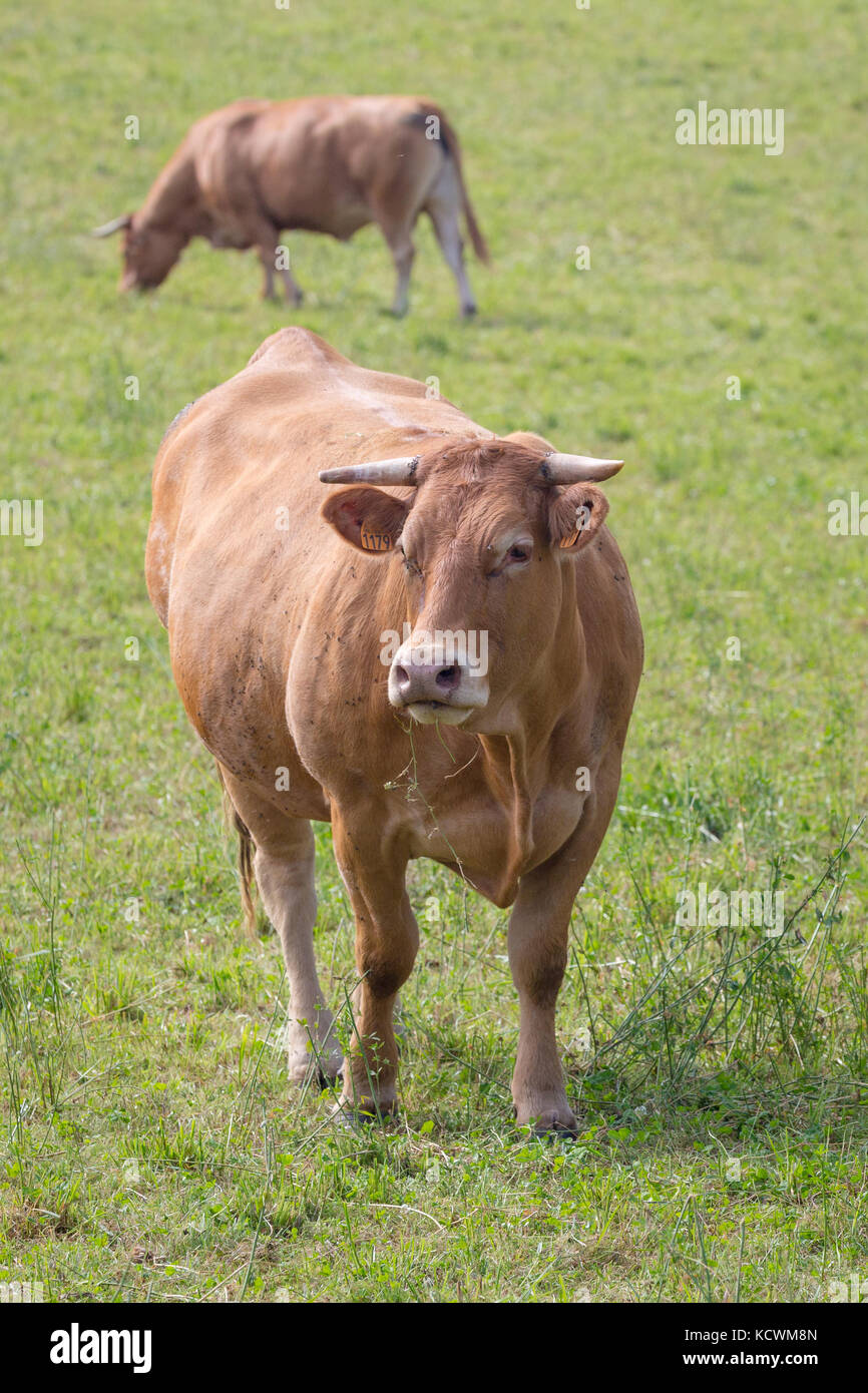 LIMOUSIN, FRANCE: AUGUST 8, 2017: A horned limousin cow in a green ...