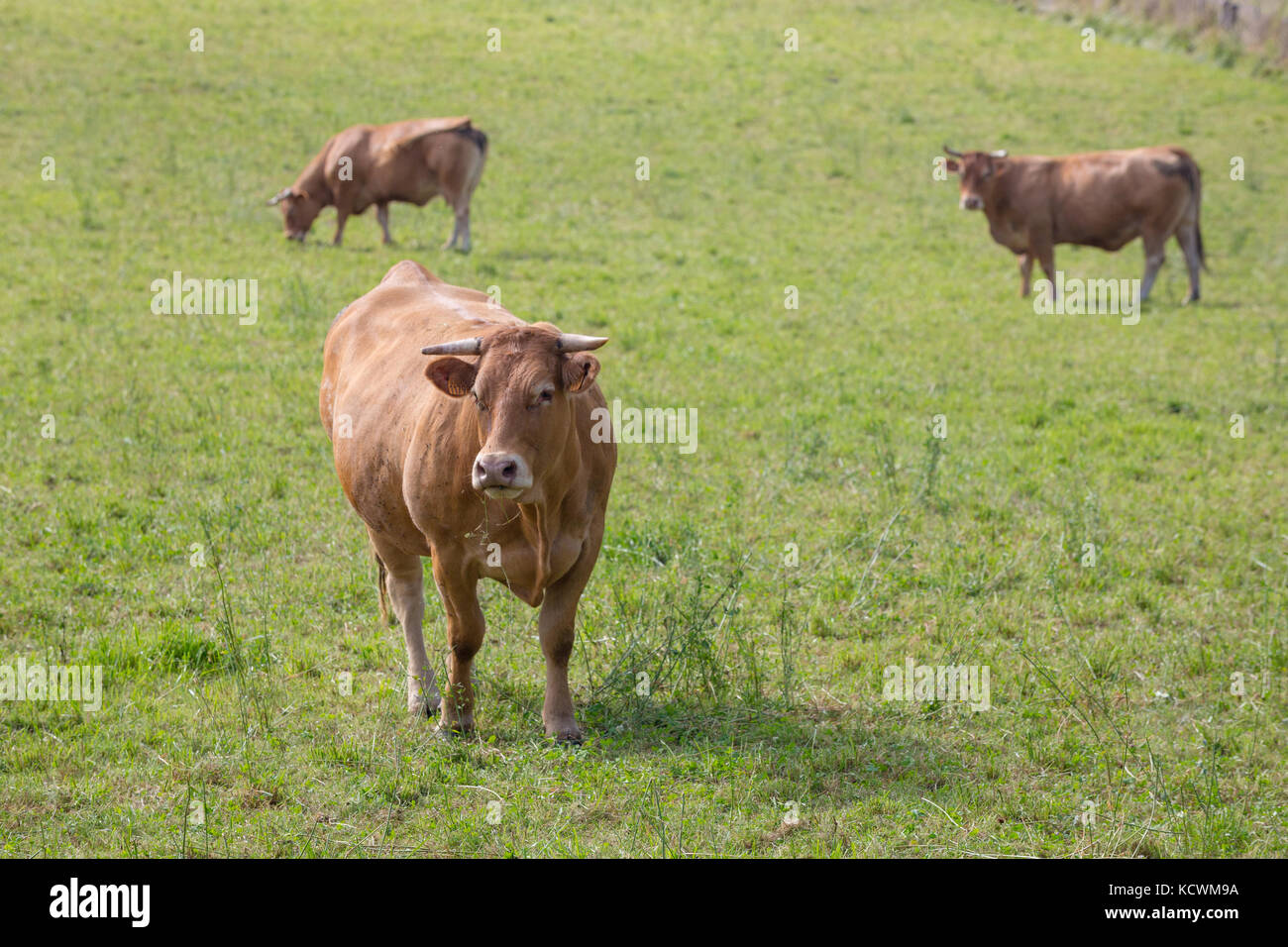 LIMOUSIN, FRANCE: AUGUST 8, 2017: A horned female limousin meat cow in ...