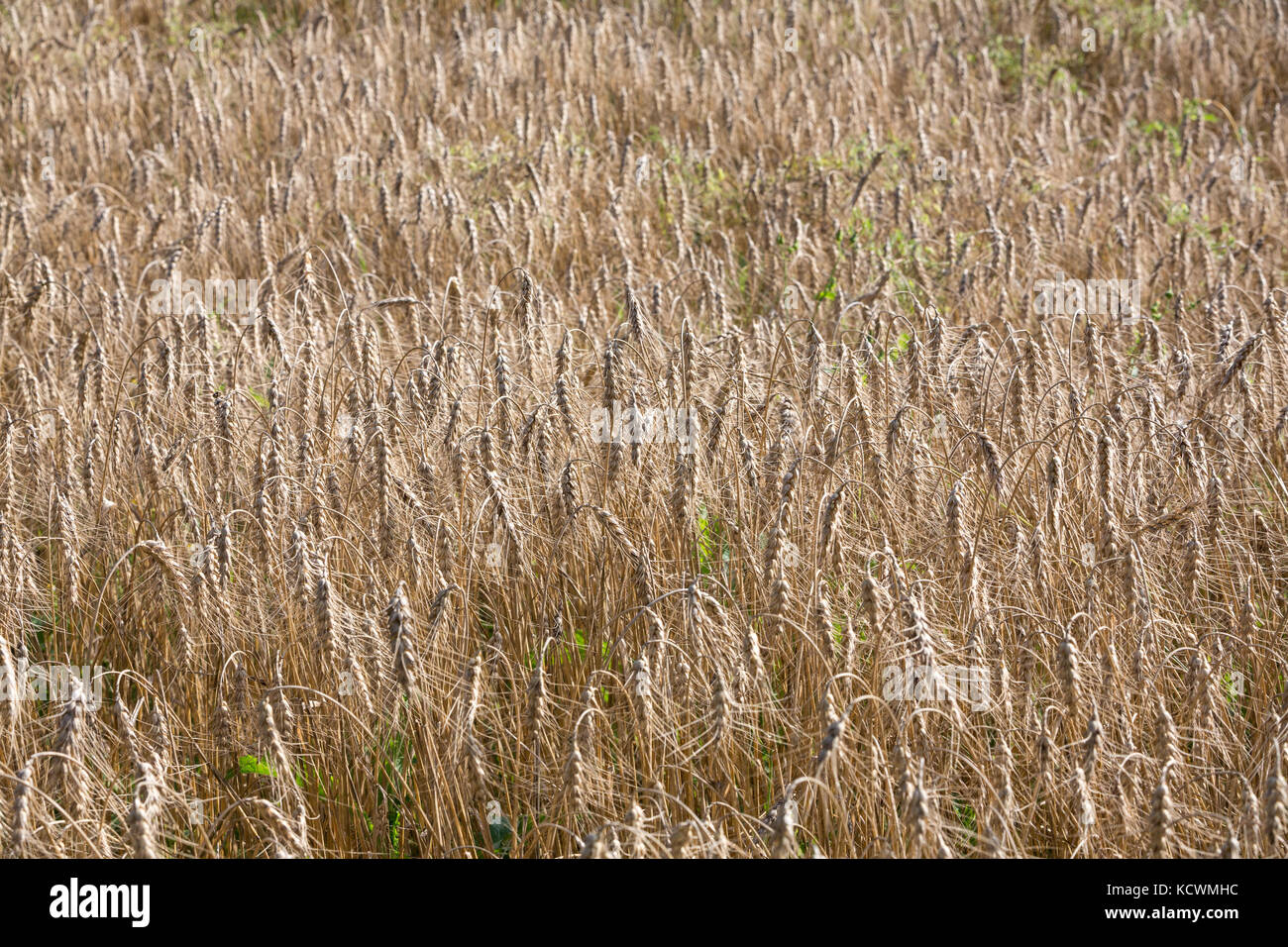Emmer field europe hi-res stock photography and images - Alamy