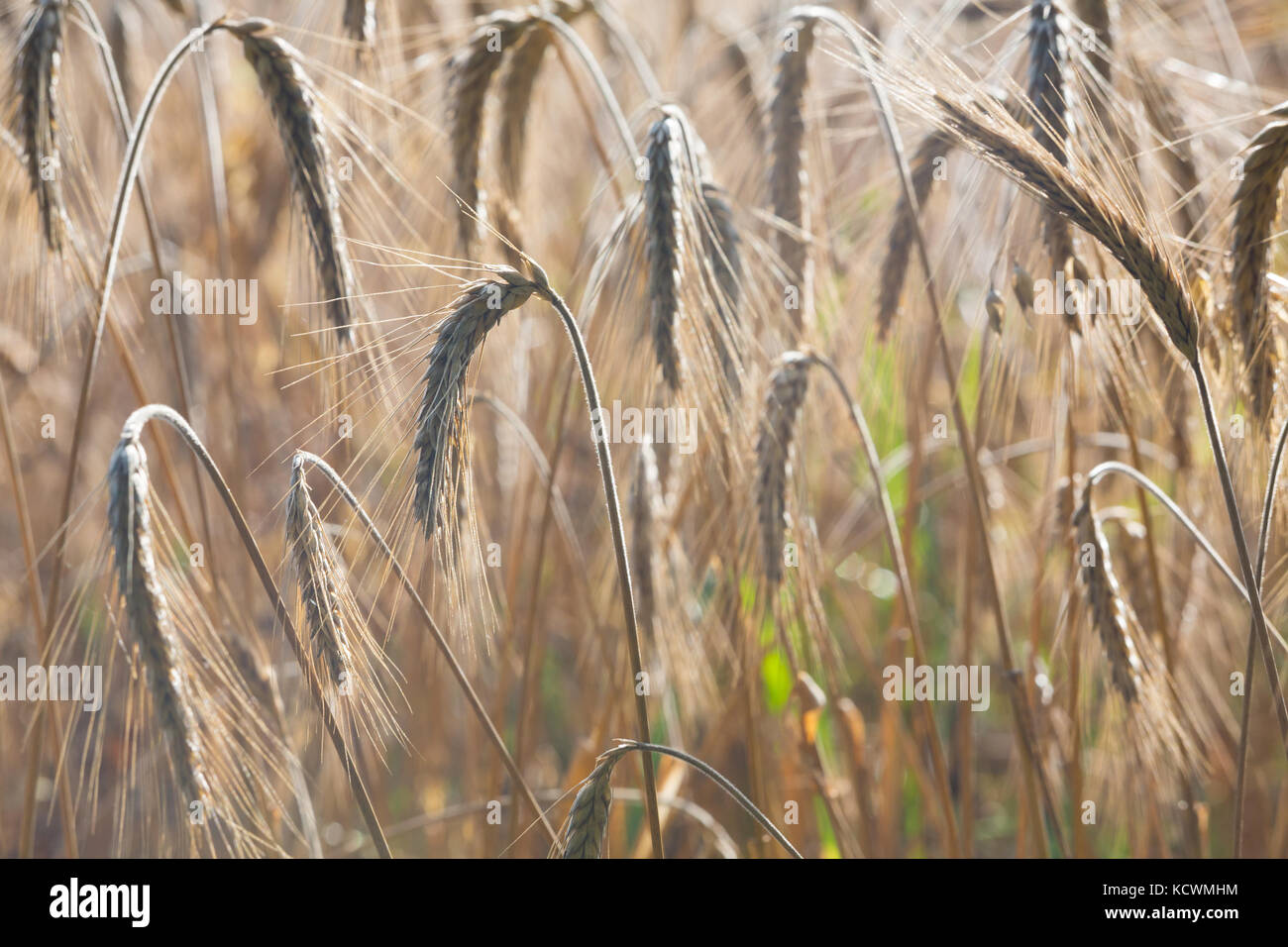 Detail of a backlit wheat field, showing the ears of the Wheat that are ...