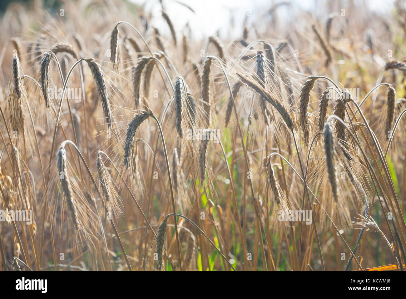 Detail of a backlit wheat field, showing the ears of the Wheat that are ...