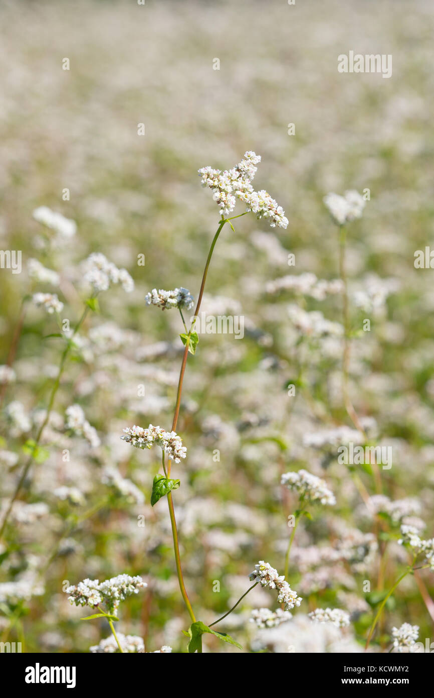 Flowering Buckwheat (Fagopyrum esculentum) - a natural fertilizer and ...