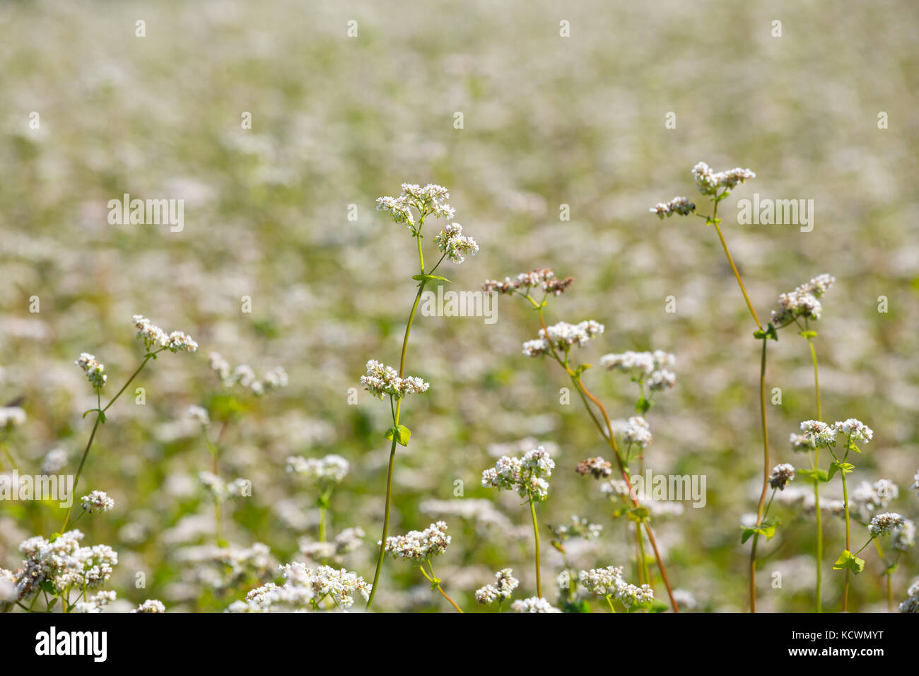 Flowering Buckwheat (Fagopyrum esculentum) - a natural fertilizer and ...