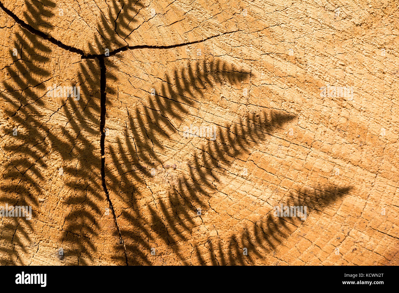 Fern leaf texture natural patterns hi-res stock photography and images ...