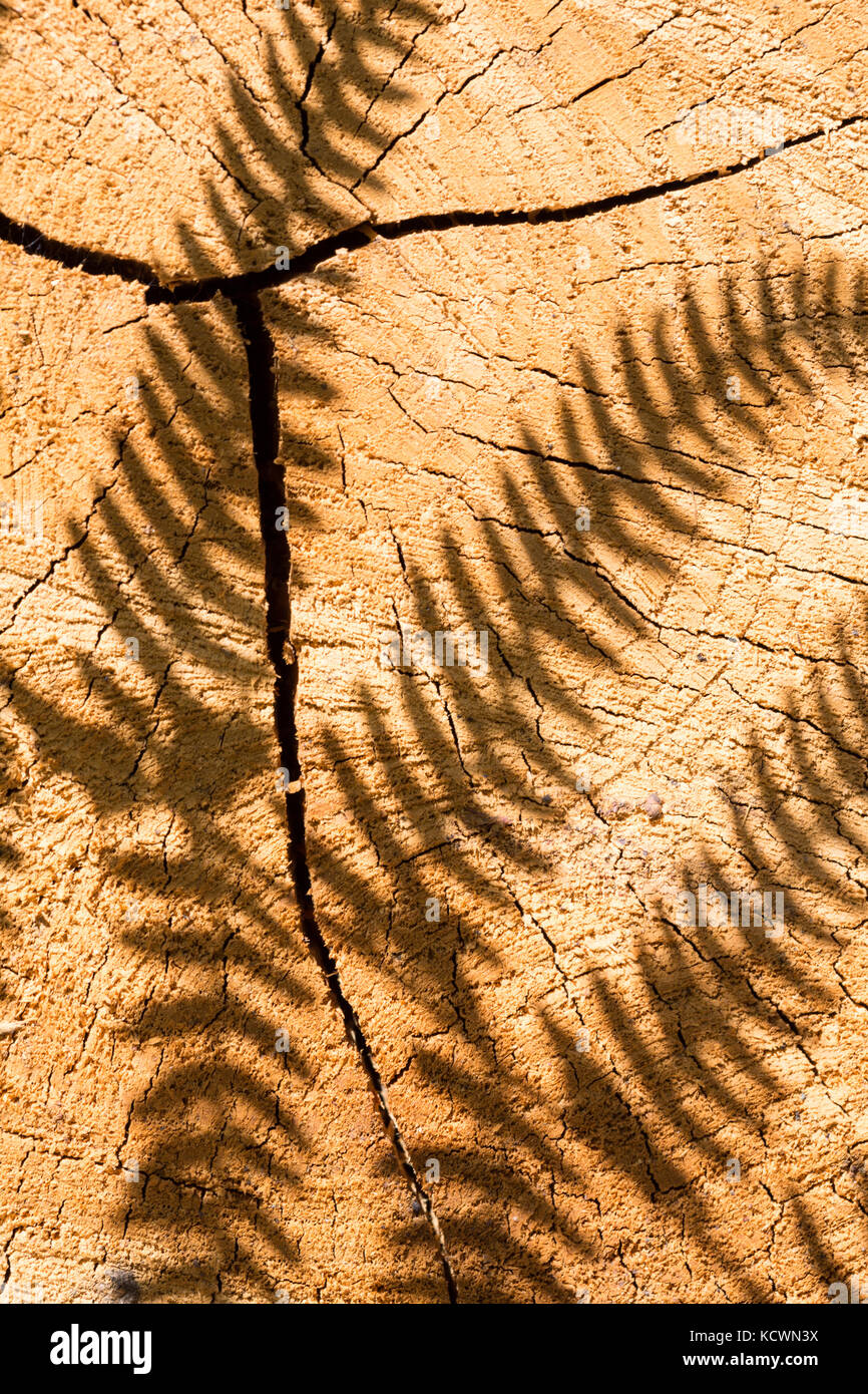 A natural scene with the shadow of a Fern or Bracken leaf on a sawn ...