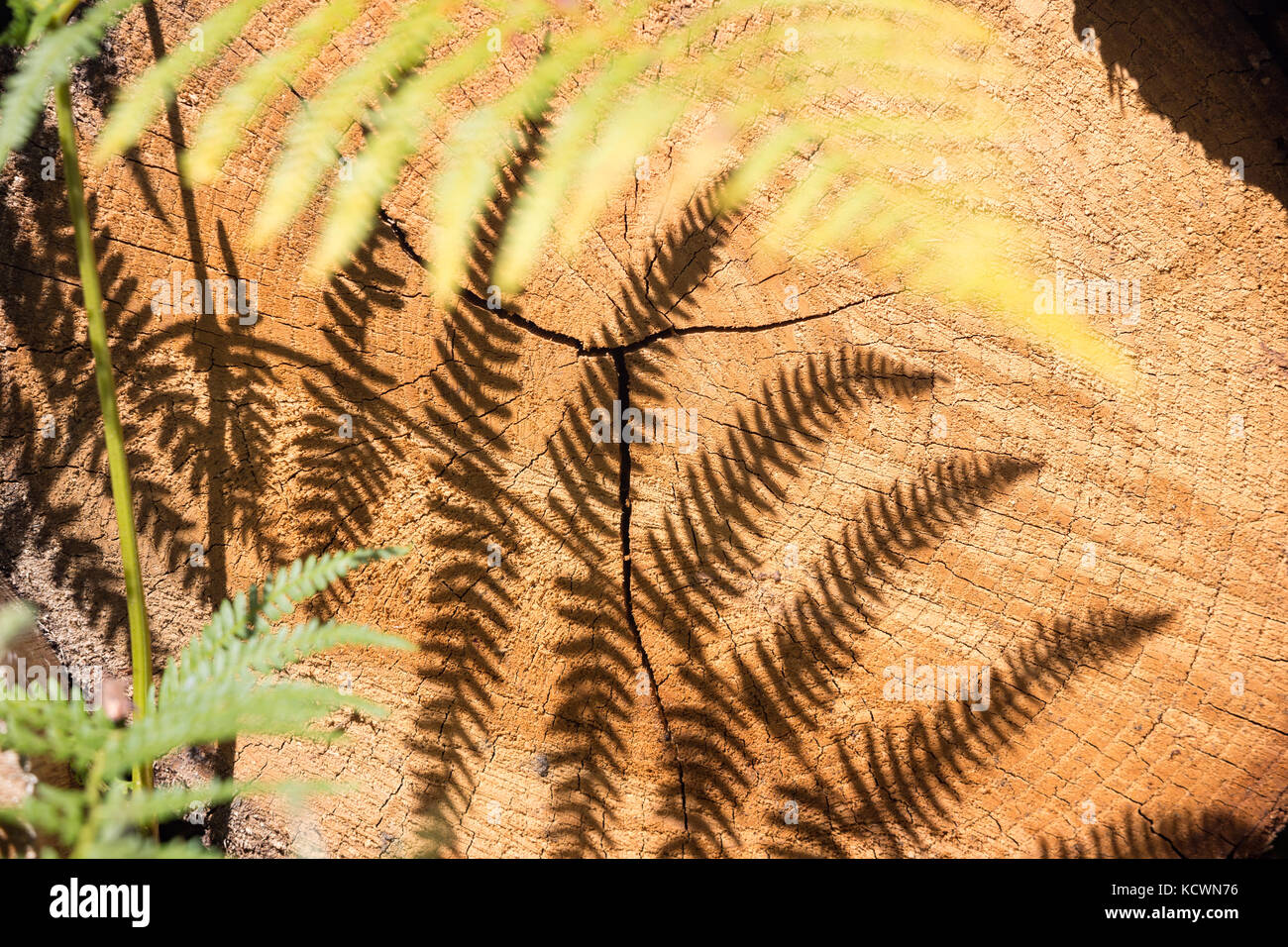 Sunlight creating shadows of a Fern or Bracken plant on a cross section ...
