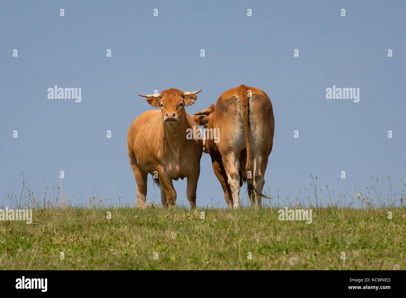 LIMOUSIN, FRANCE: AUGUST 8, 2017: Two female Limousin meat cows ...