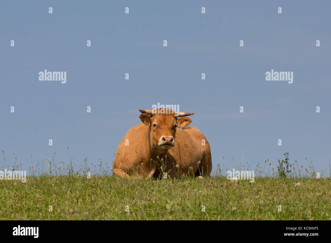 Limousin Cattle On The Pasture High Resolution Stock Photography and ...