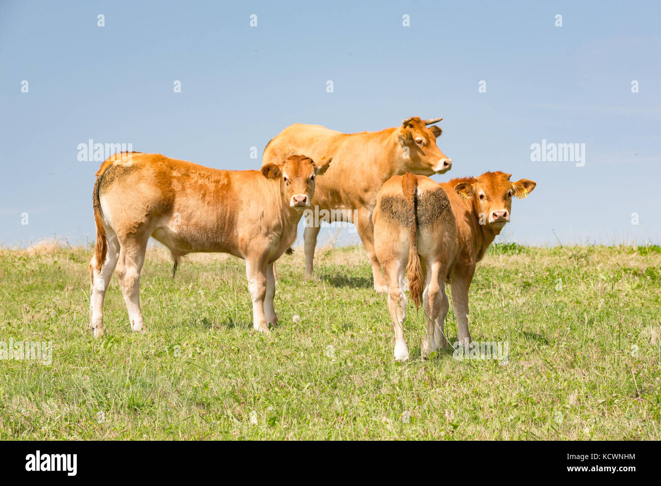 Two Limousin calves looking at the camera with a female adult in the ...