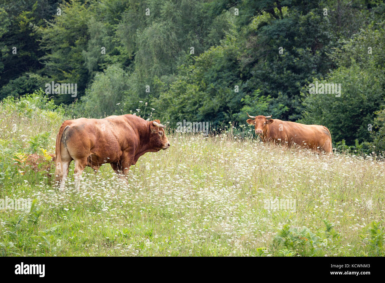 A Limousin bull and female cow on a green hill against a green ...