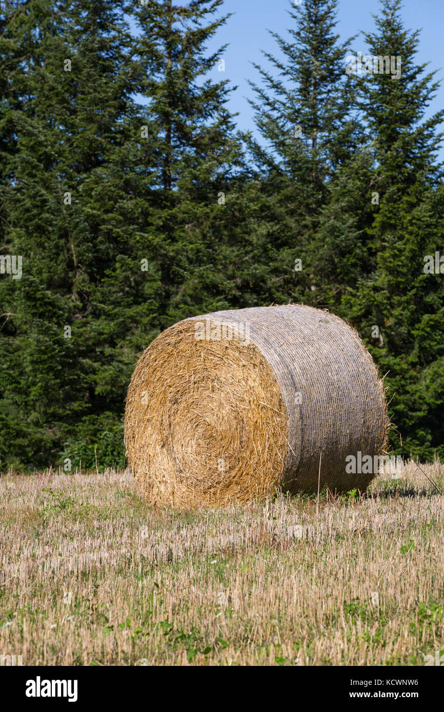 Freshly Mown Hay Field High Resolution Stock Photography and Images - Alamy