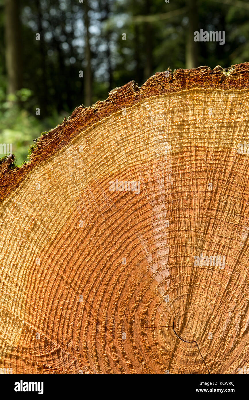 Cross section pinus hi-res stock photography and images - Alamy