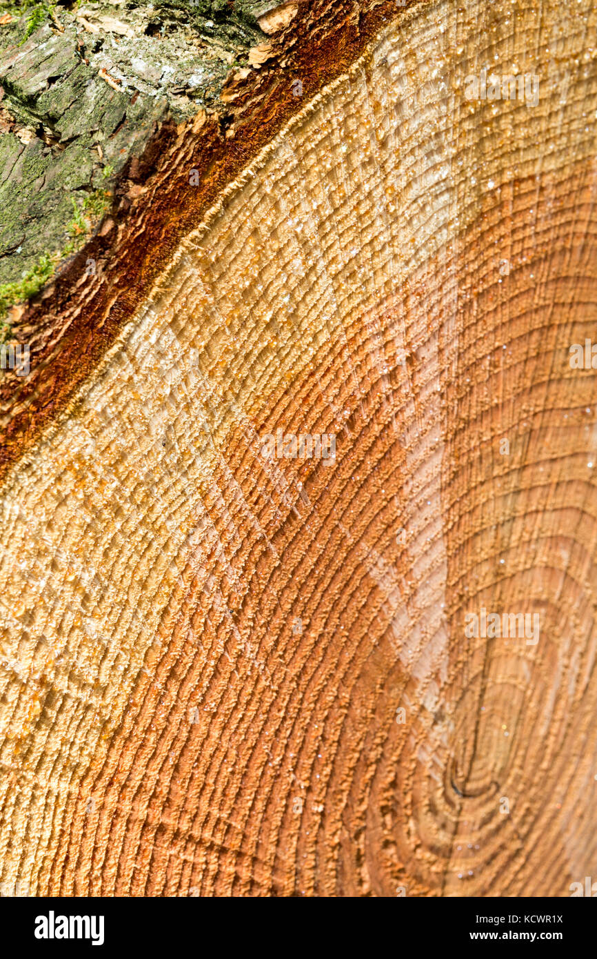 Abstract cross section of large cut Pine tree - Pinus - showing the ...