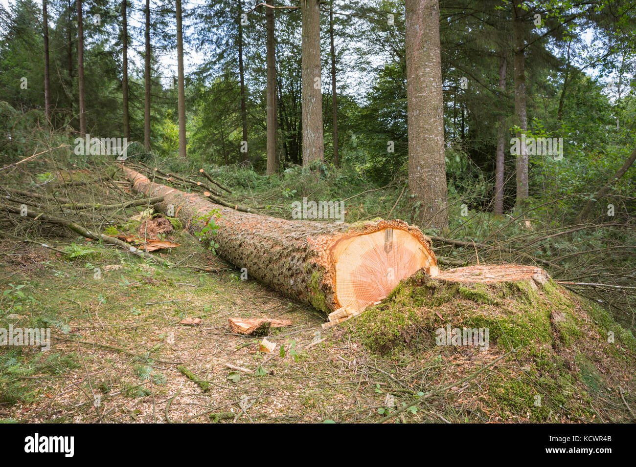 Freshly sawn large Pine tree for wood production Stock Photo - Alamy