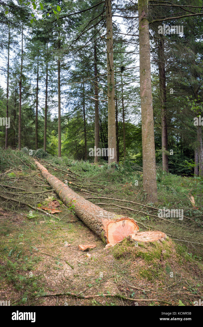 Timber Production Scotland High Resolution Stock Photography and Images ...