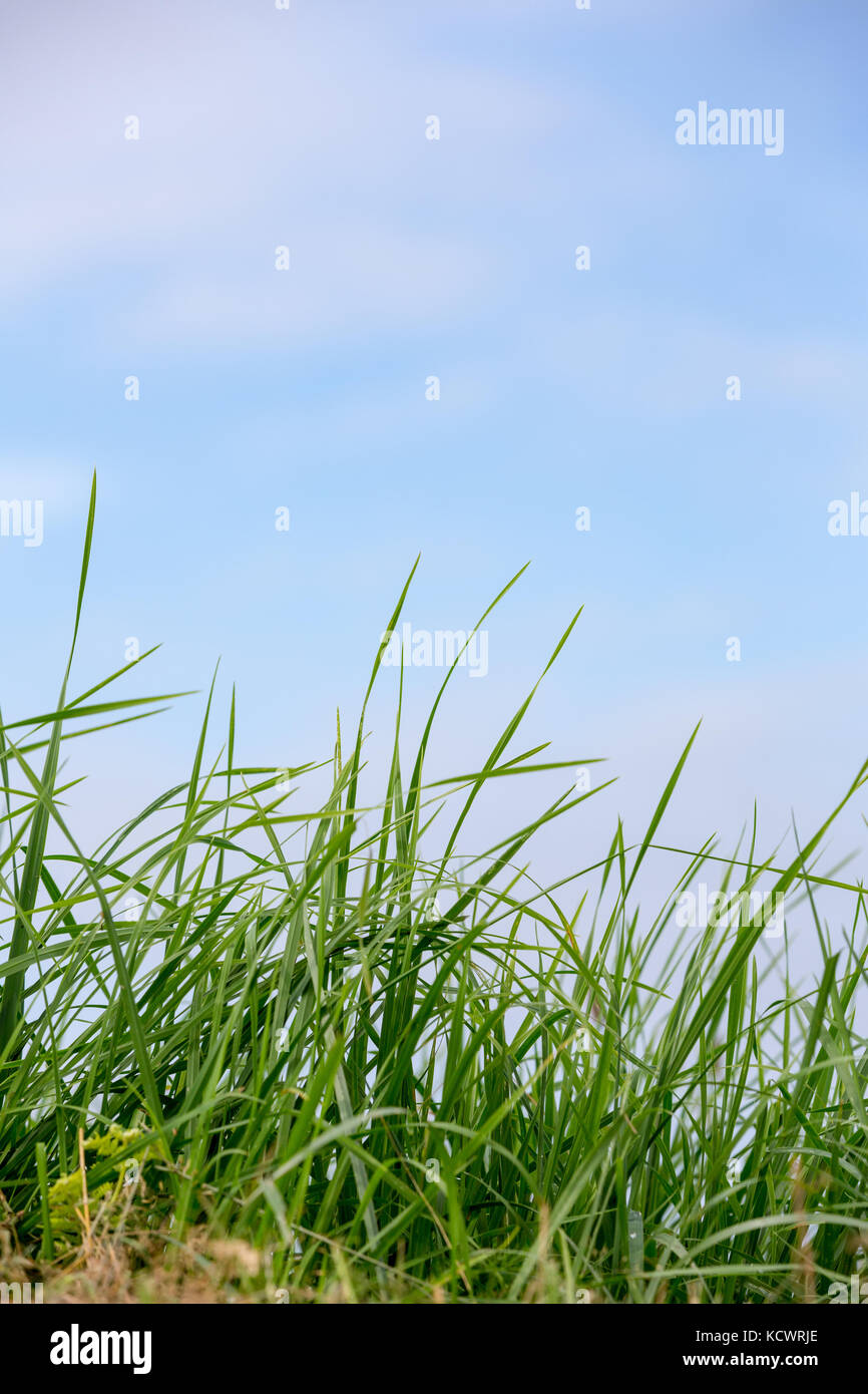 Side view of fresh green grass growing with a blue sky above Stock ...