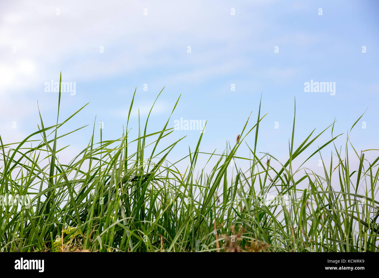 Side view of fresh green grass growing with a blue sky above Stock ...