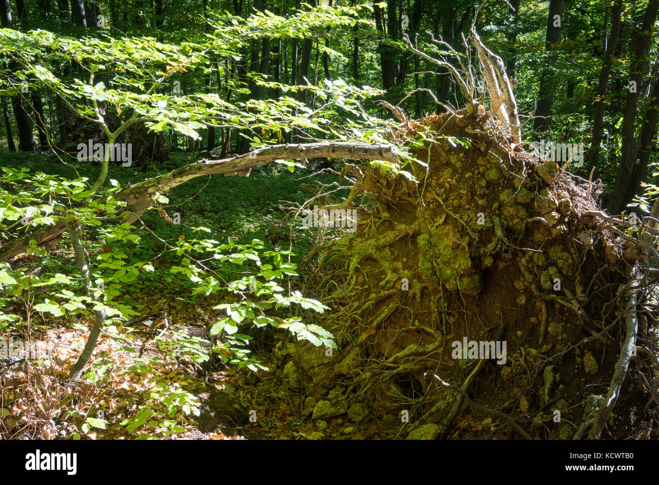 Root of the fallen tree Stock Photo - Alamy