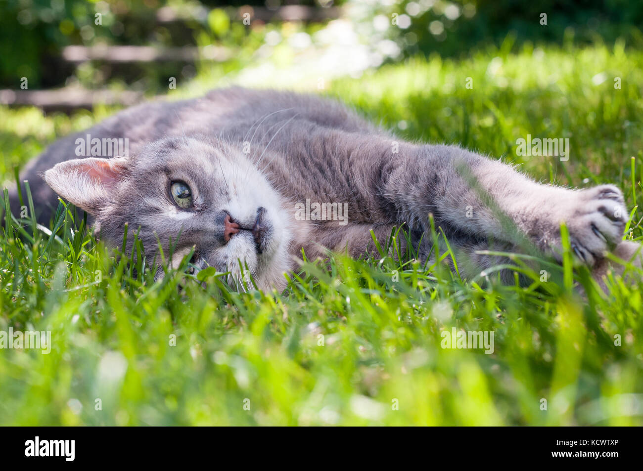 Cat in grass Stock Photo - Alamy