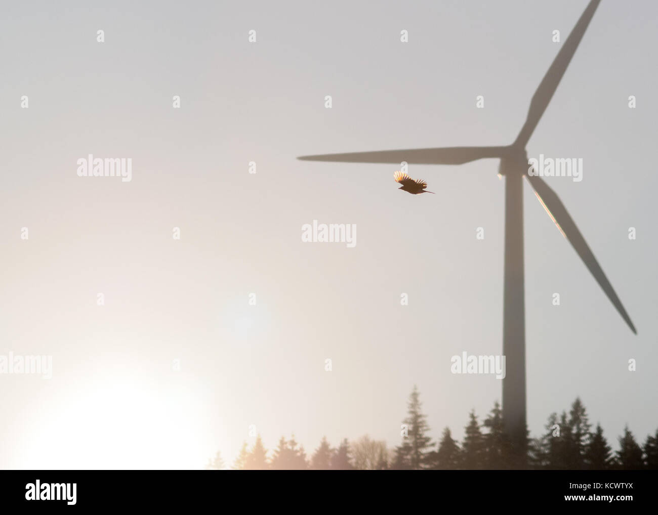 Wind turbine bird hi-res stock photography and images - Alamy