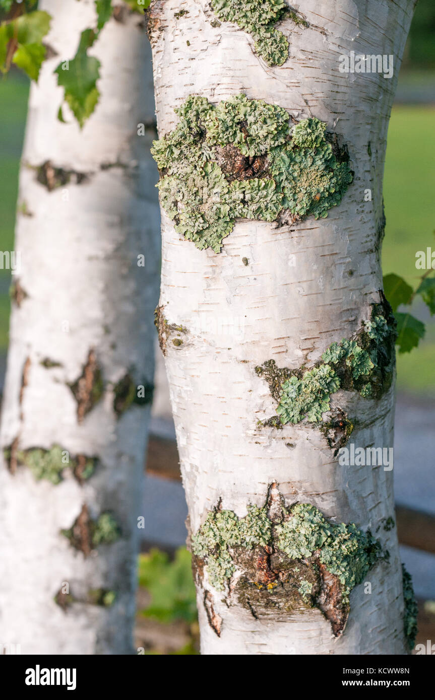 Close up two trees hi-res stock photography and images - Alamy
