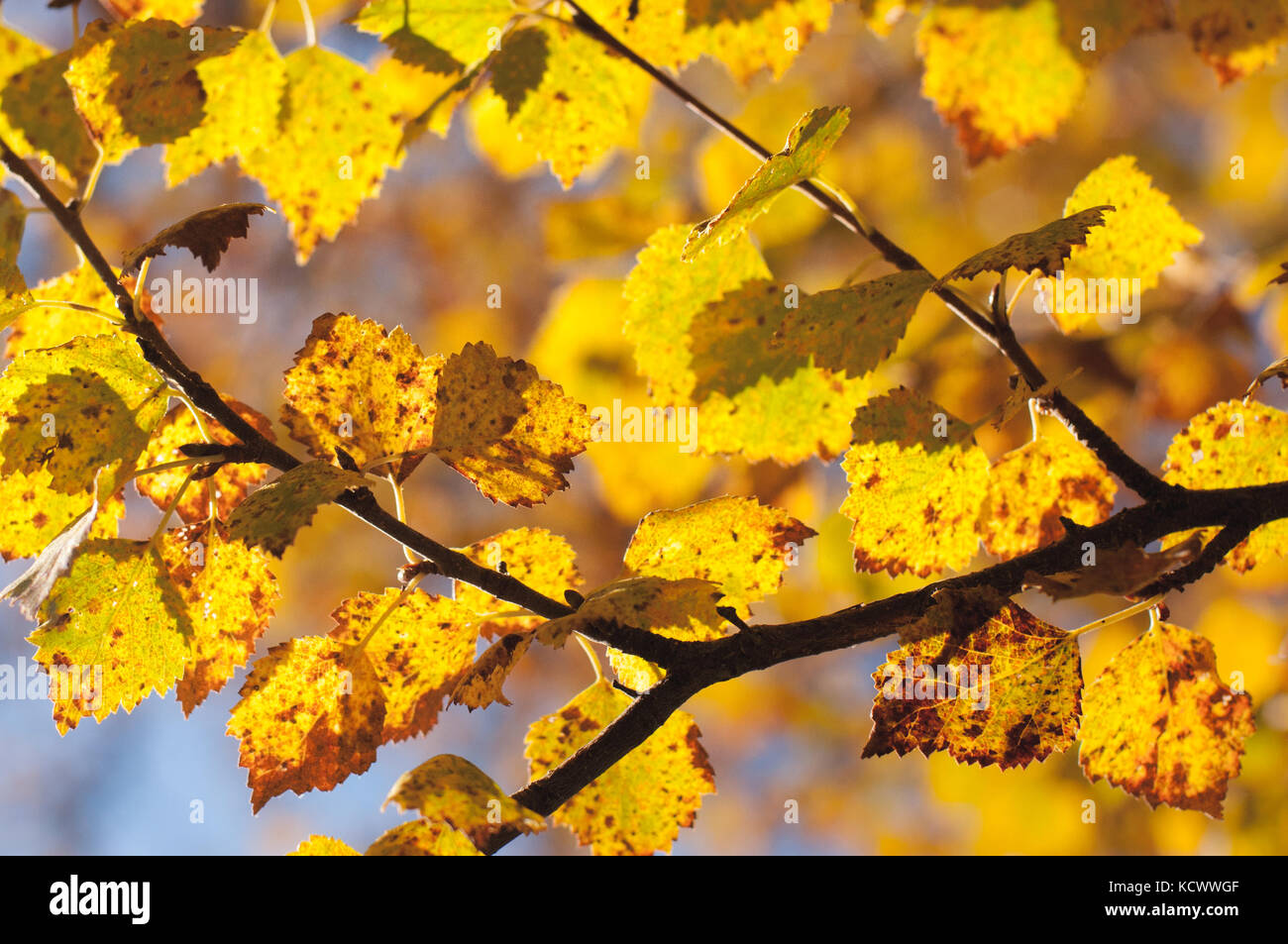 Soft autumn colors hi-res stock photography and images - Alamy