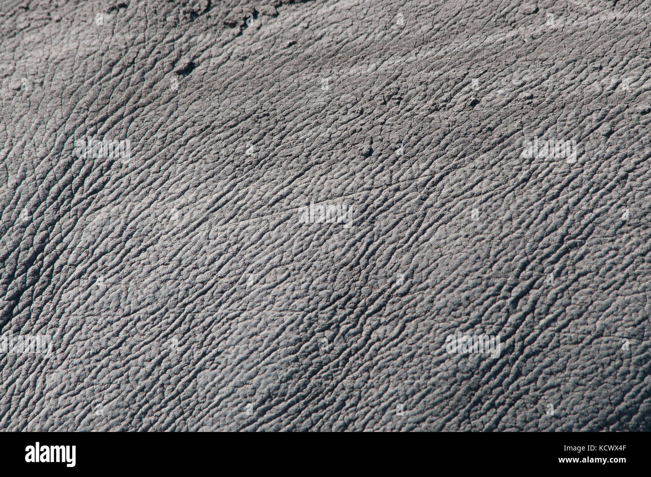 Texture rhino hi-res stock photography and images - Alamy