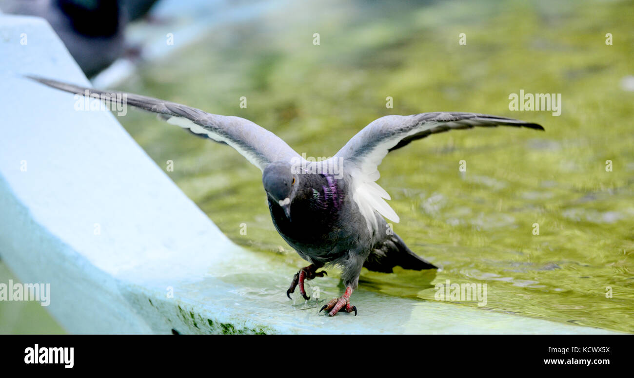 Pigeon drinking and playing water in the fountain, image of a Stock ...