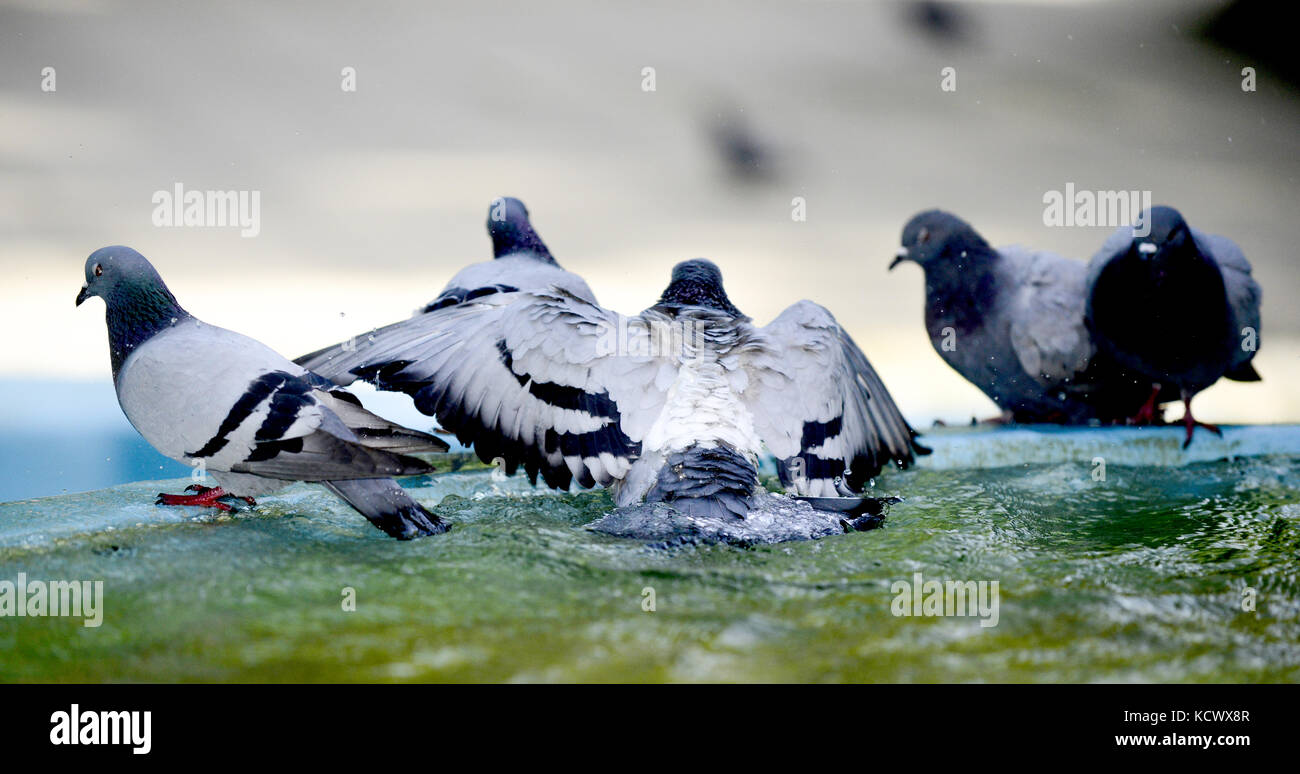 Pigeon drinking and playing water in the fountain, image of a Stock ...