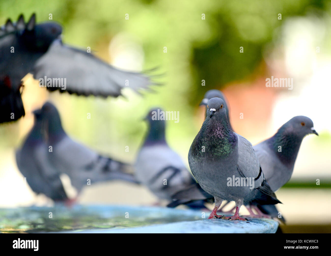 Pigeon drinking and playing water in the fountain, image of a Stock ...