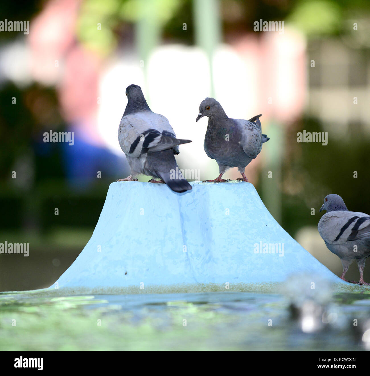 Pigeon drinking and playing water in the fountain, image of a Stock ...