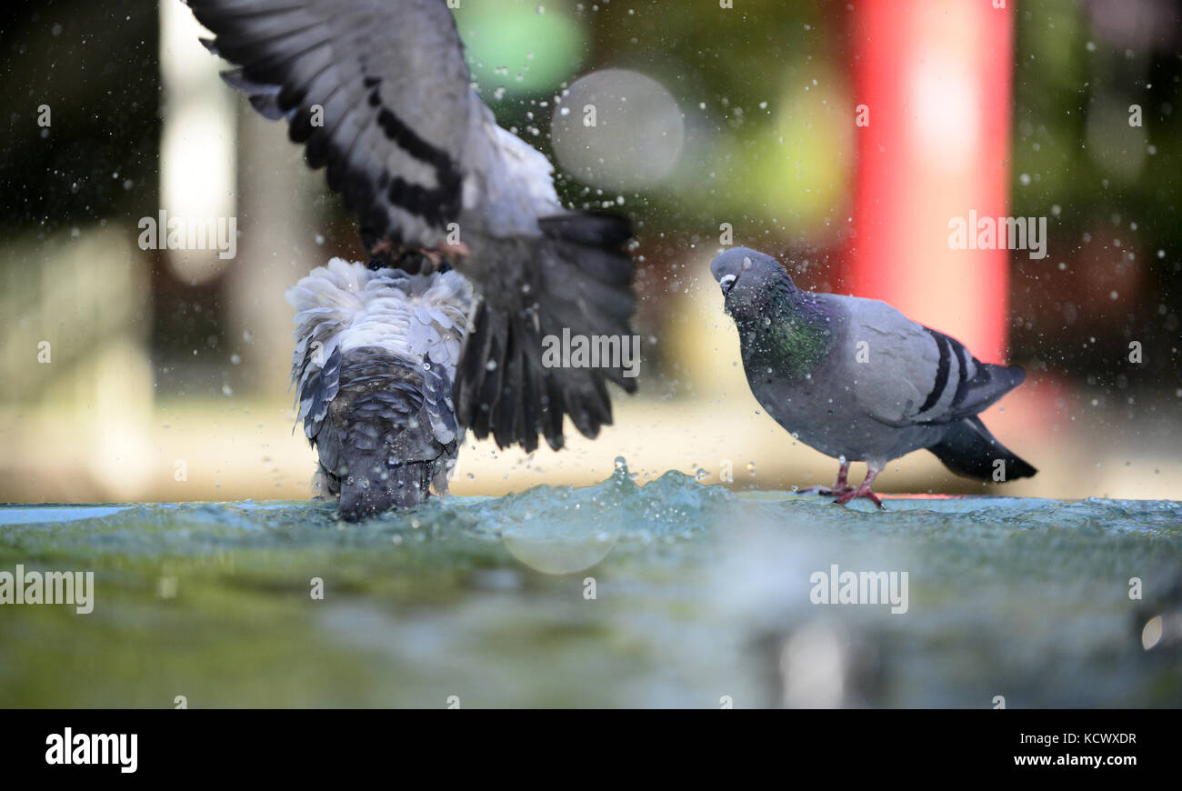 Pigeon drinking and playing water in the fountain, image of a Stock ...