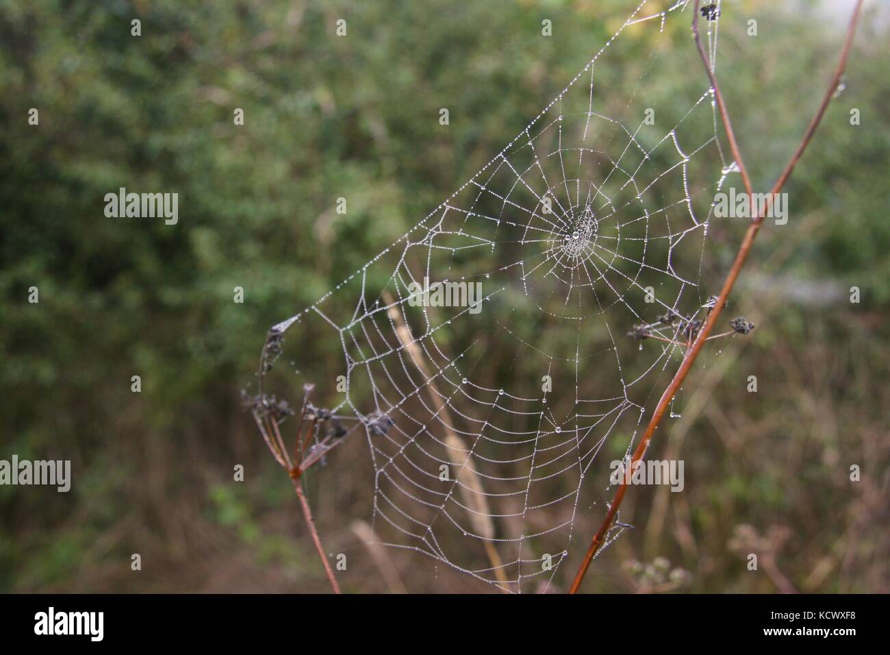 dewy spiders web on a plant Stock Photo - Alamy