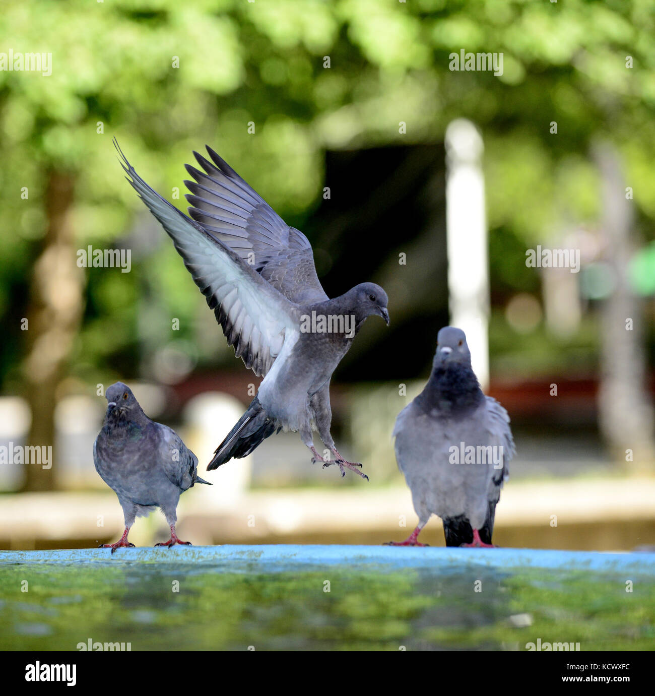 Pigeon refreshing on a water in the fountain, image of a Stock Photo ...