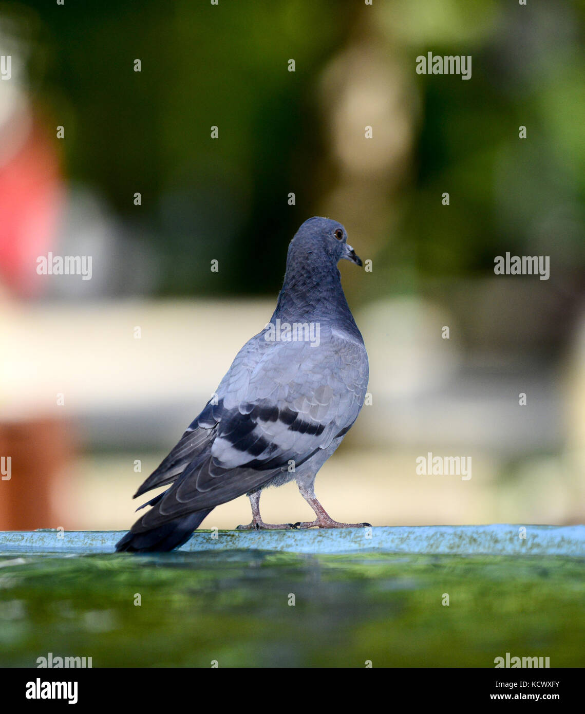 Pigeon refreshing on a water in the fountain, image of a Stock Photo ...