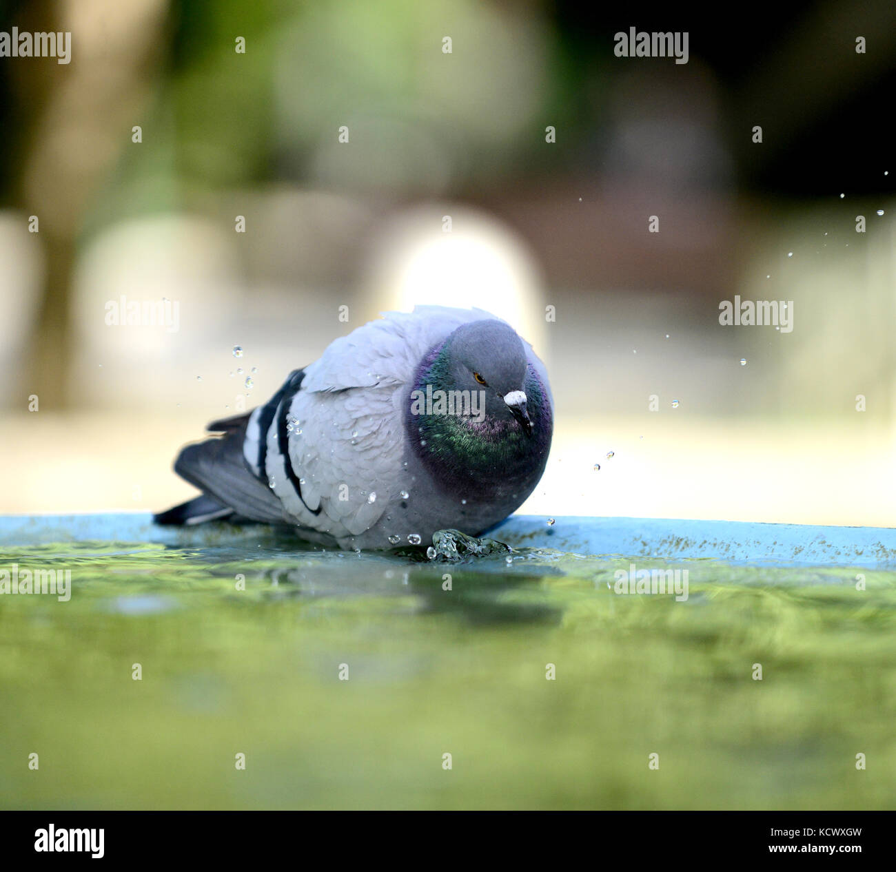 Pigeon drinking and playing water in the fountain, image of a Stock ...