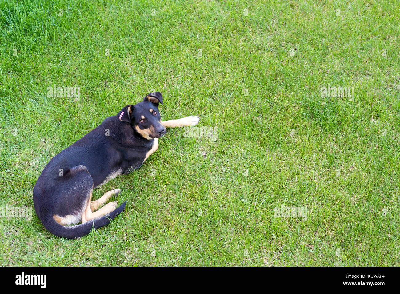 Black dog laing on green grass, top view Stock Photo - Alamy