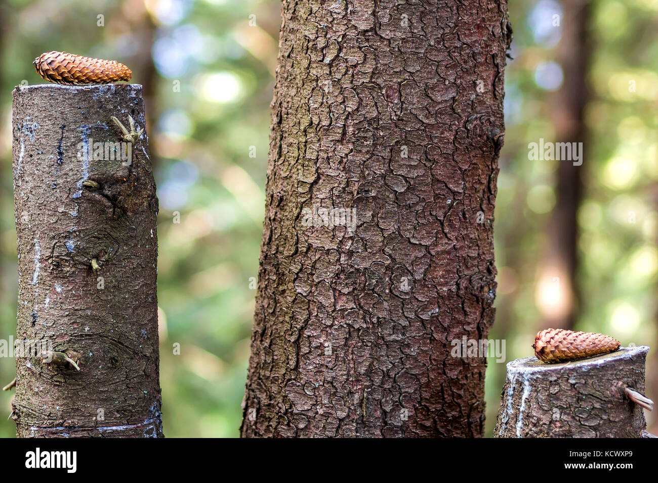 Two pine tree cones on stumps in forest Stock Photo - Alamy