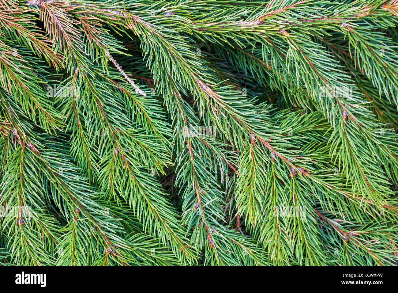 Detailed Christmas tree branches for usage as background Stock Photo ...