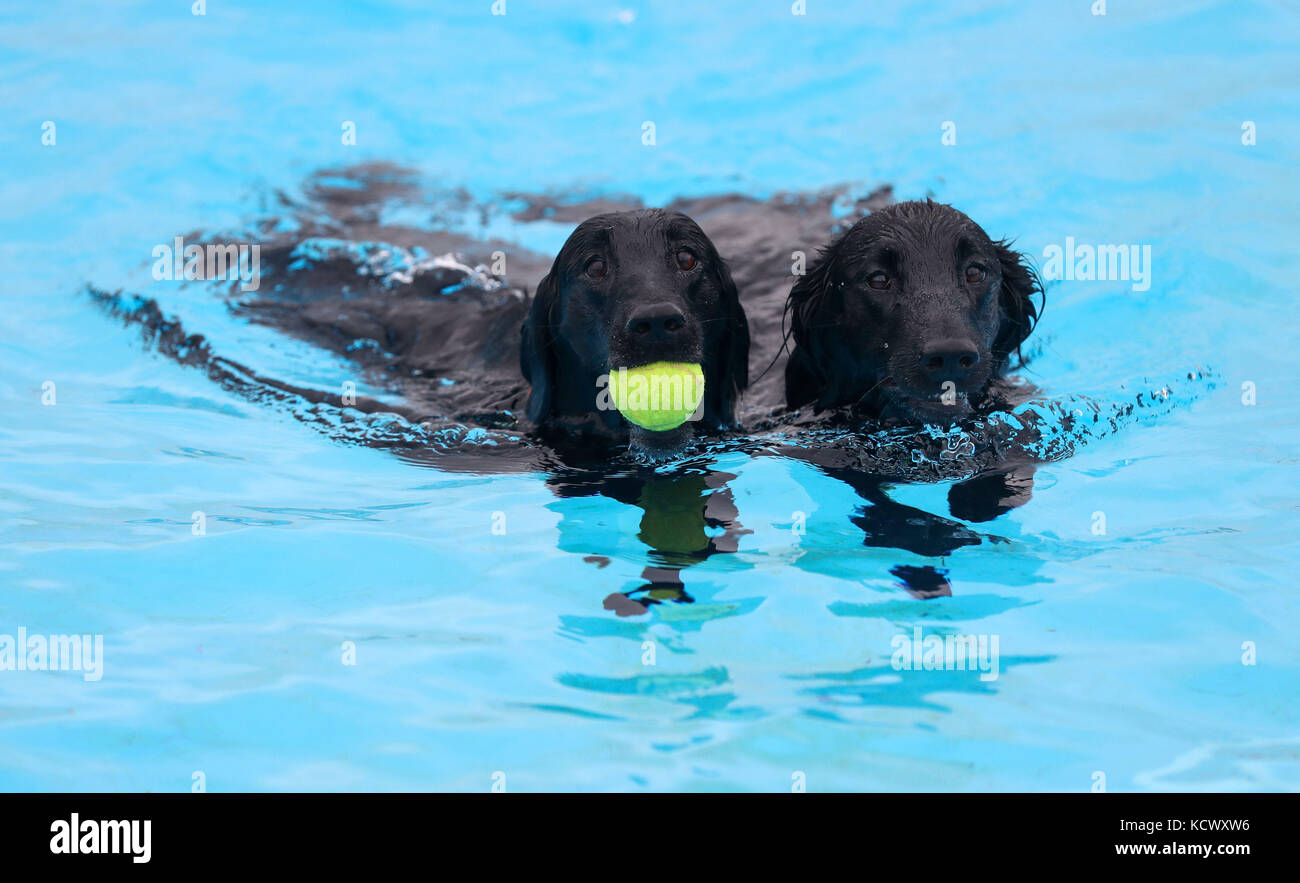 Dogs swimming at Saltdean Lido in the Oval Park, Saltdean, as the lido ...