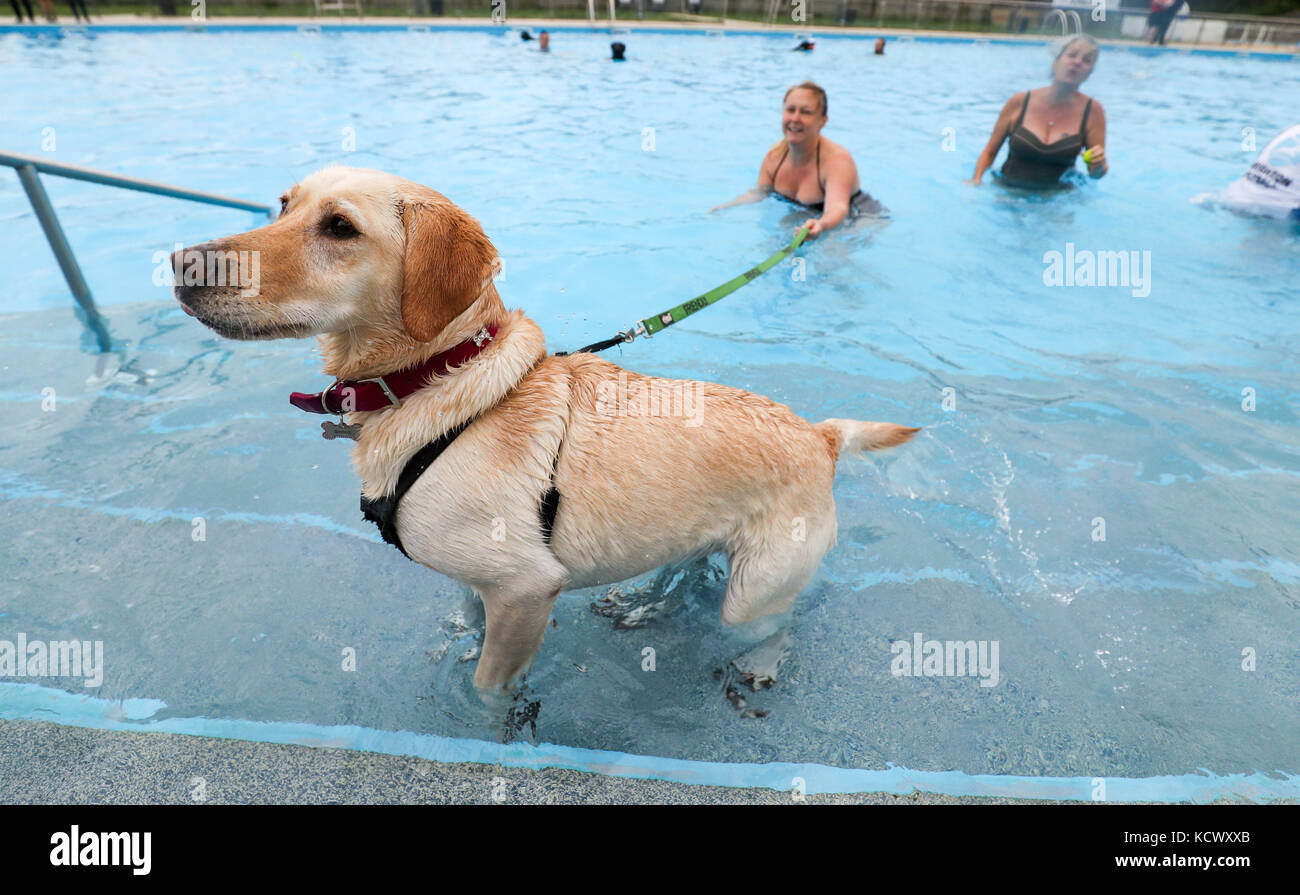 Dogs and their owners swimming at Saltdean Lido in the Oval Park ...