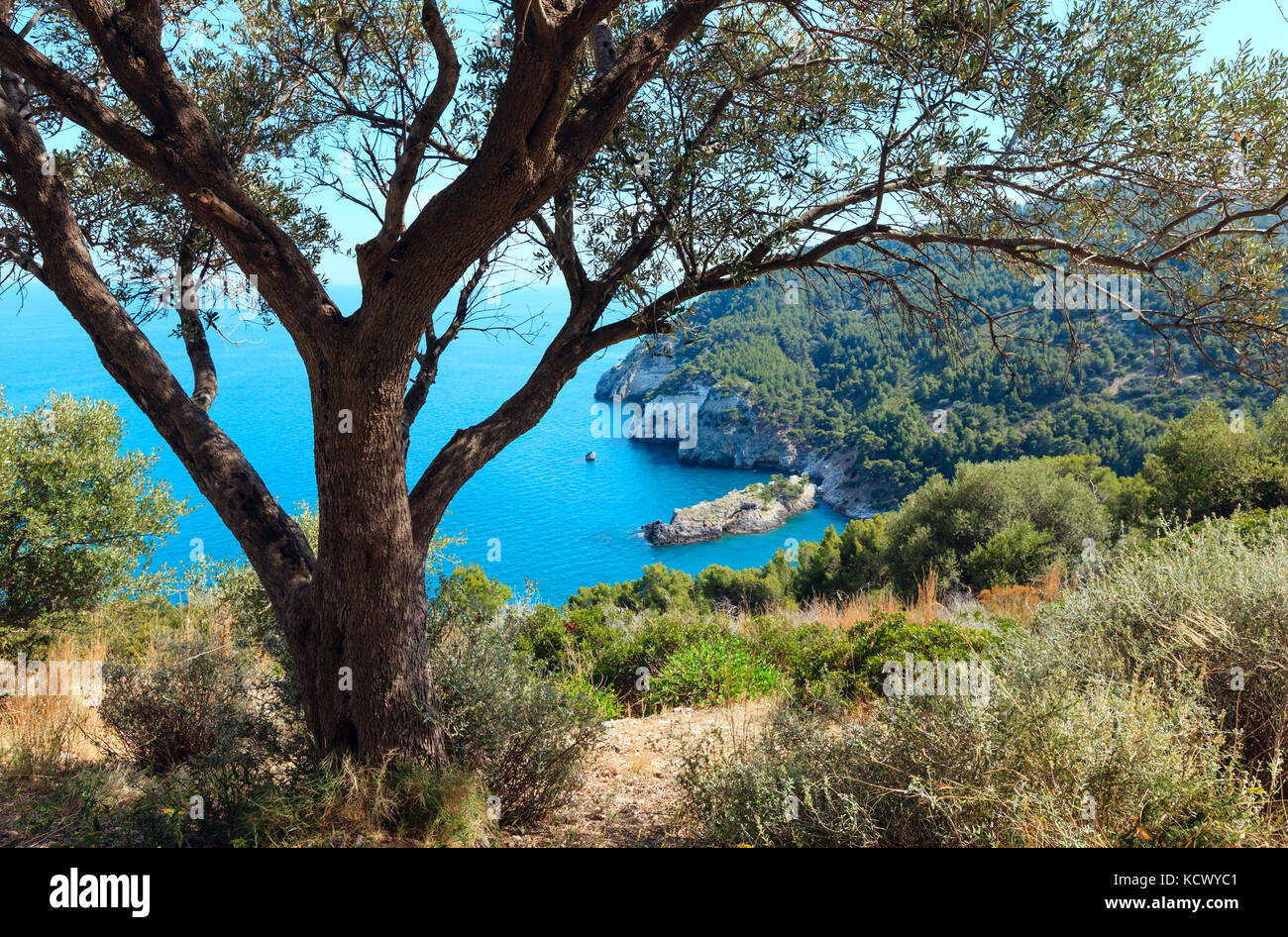 Big tree above summer calm beautiful coast (Cala di Porto Greco ...
